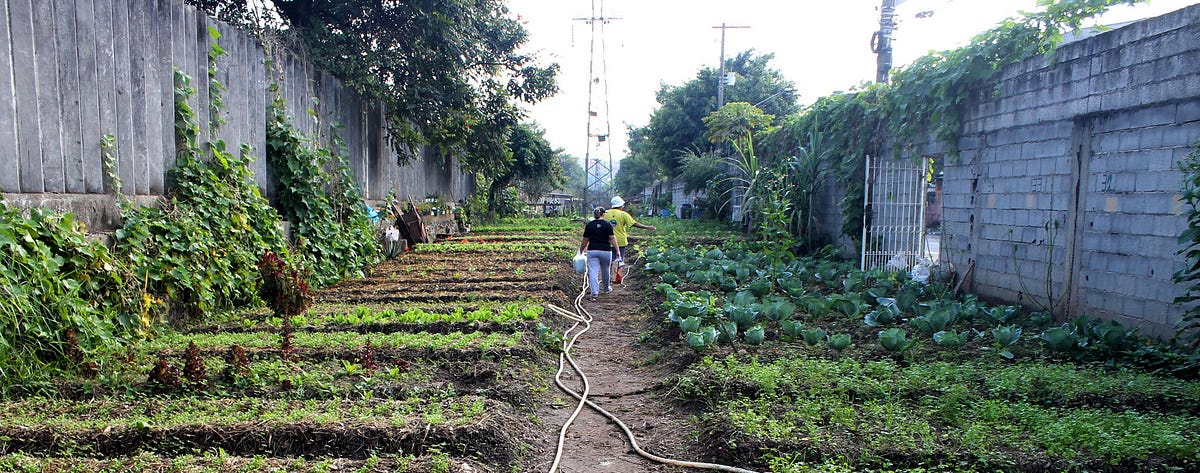 Especial Agricultura Urbana. CULTIVANDO VIDA E COLHENDO BENEFÍCIOS ...