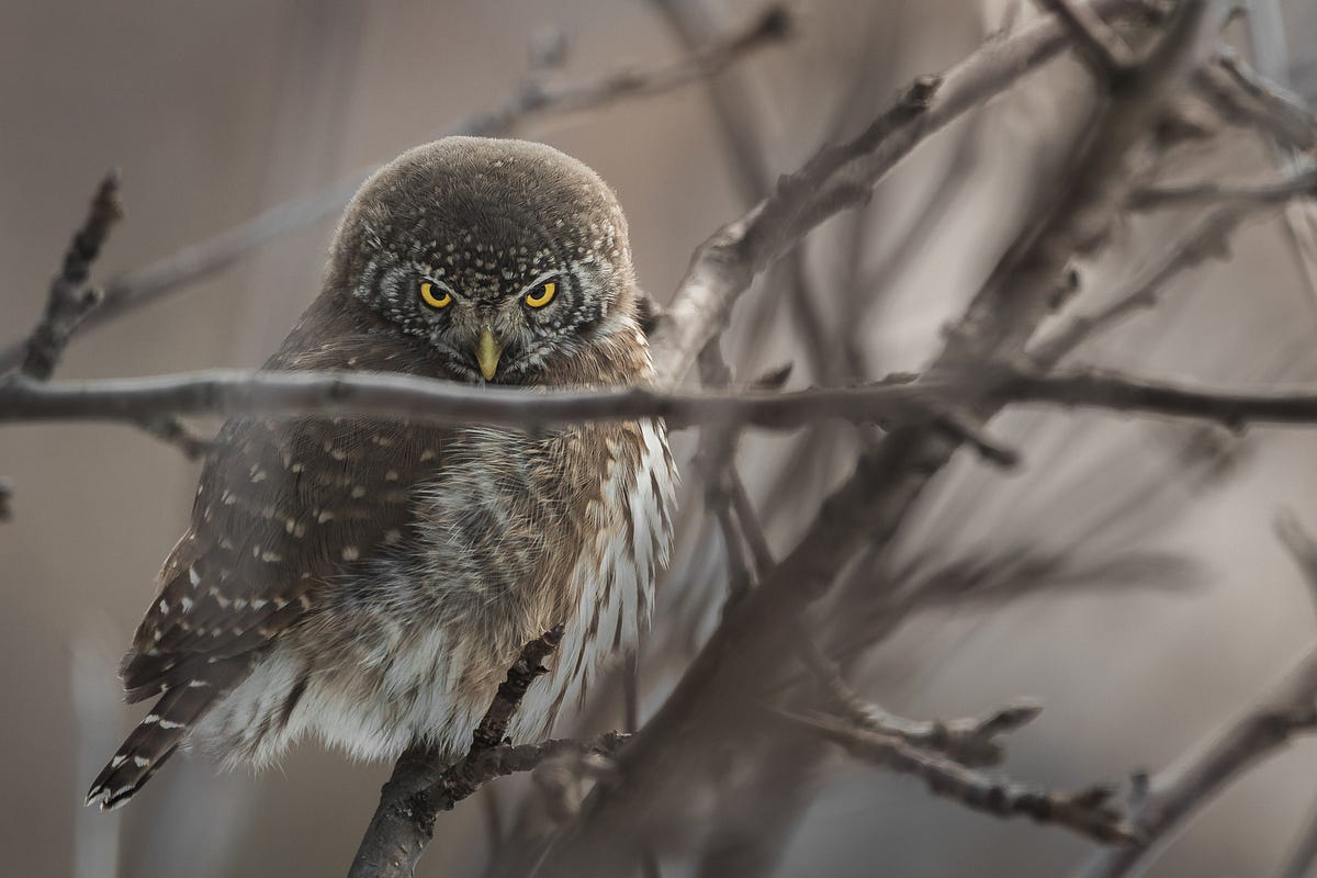 Owl Vision: A New Narrative for the Agriculture Education Classroom ...