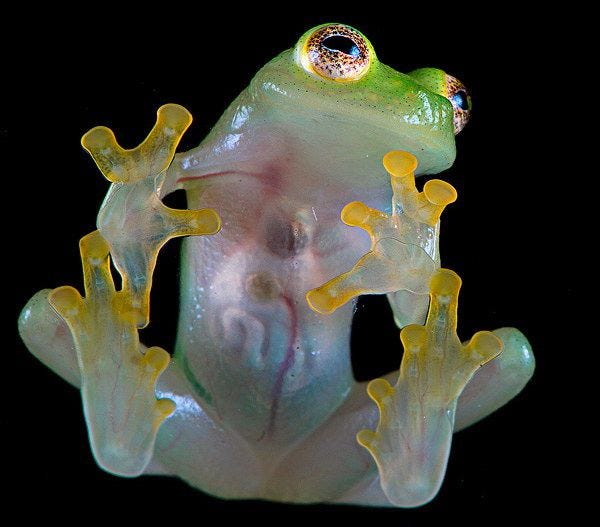 Pourquoi les grenouilles de verre ont une peau transparente ? | by ...