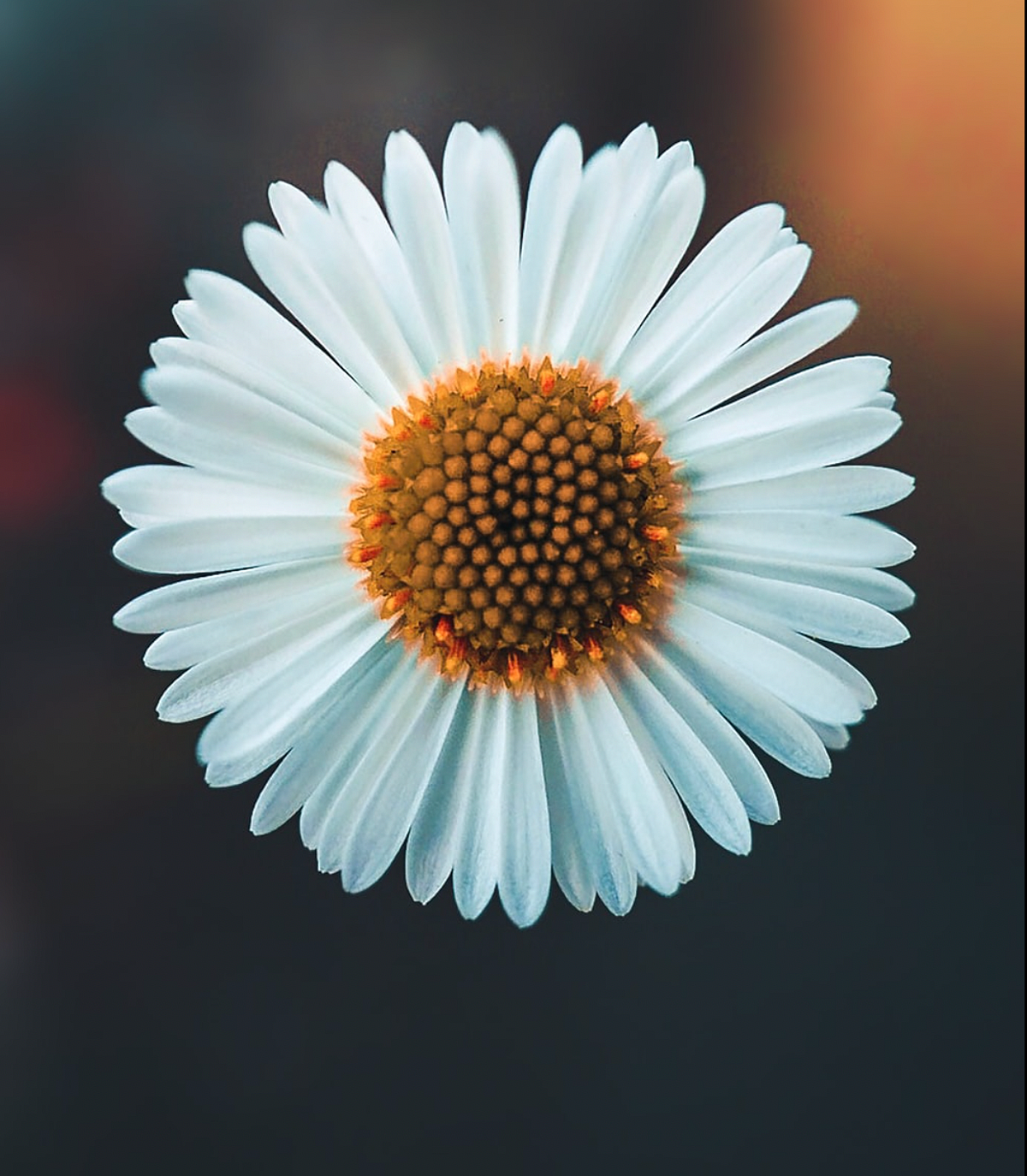 Open CV :- Basic Image Processing Functions and Detection | by Neel ...