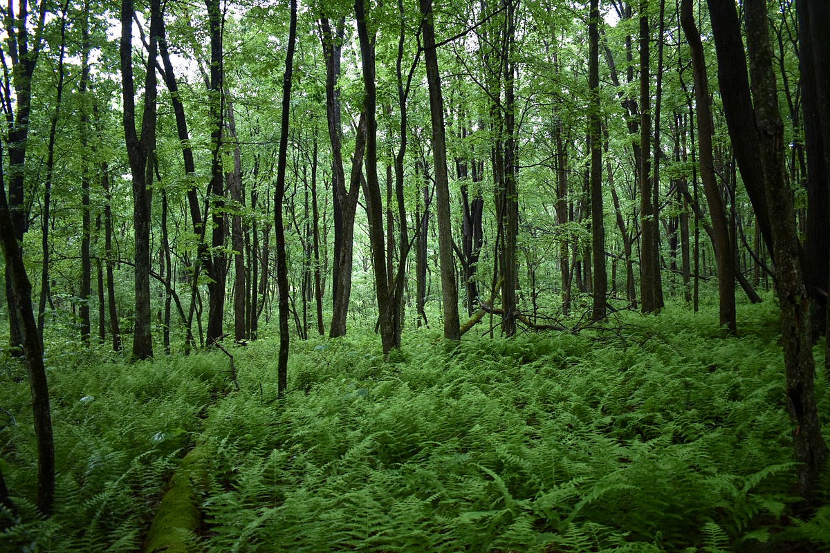Hiking Through the Fern. The North Country National Scenic Trail… | by ...