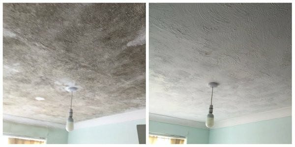 What is Stachybotrys Chartarum Mold? | by Mold FL | Medium