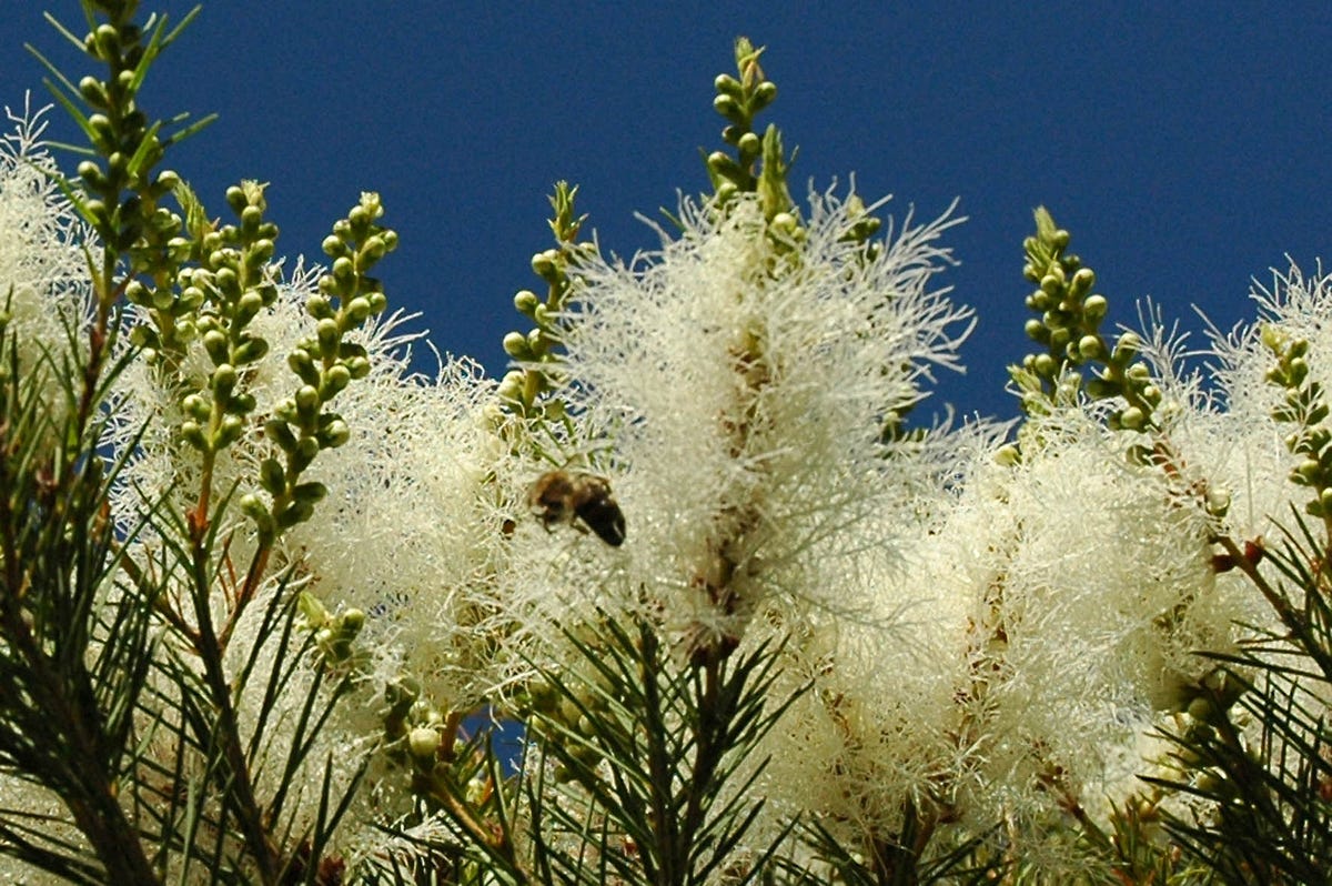 Ti Tree oil, an ancient Bundjulung medicine | by Matt Poll | Medium