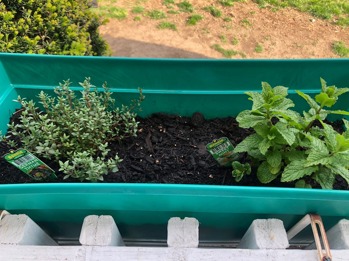 Rooting for the Quarantine Garden | by Mike DelRose Team | Medium