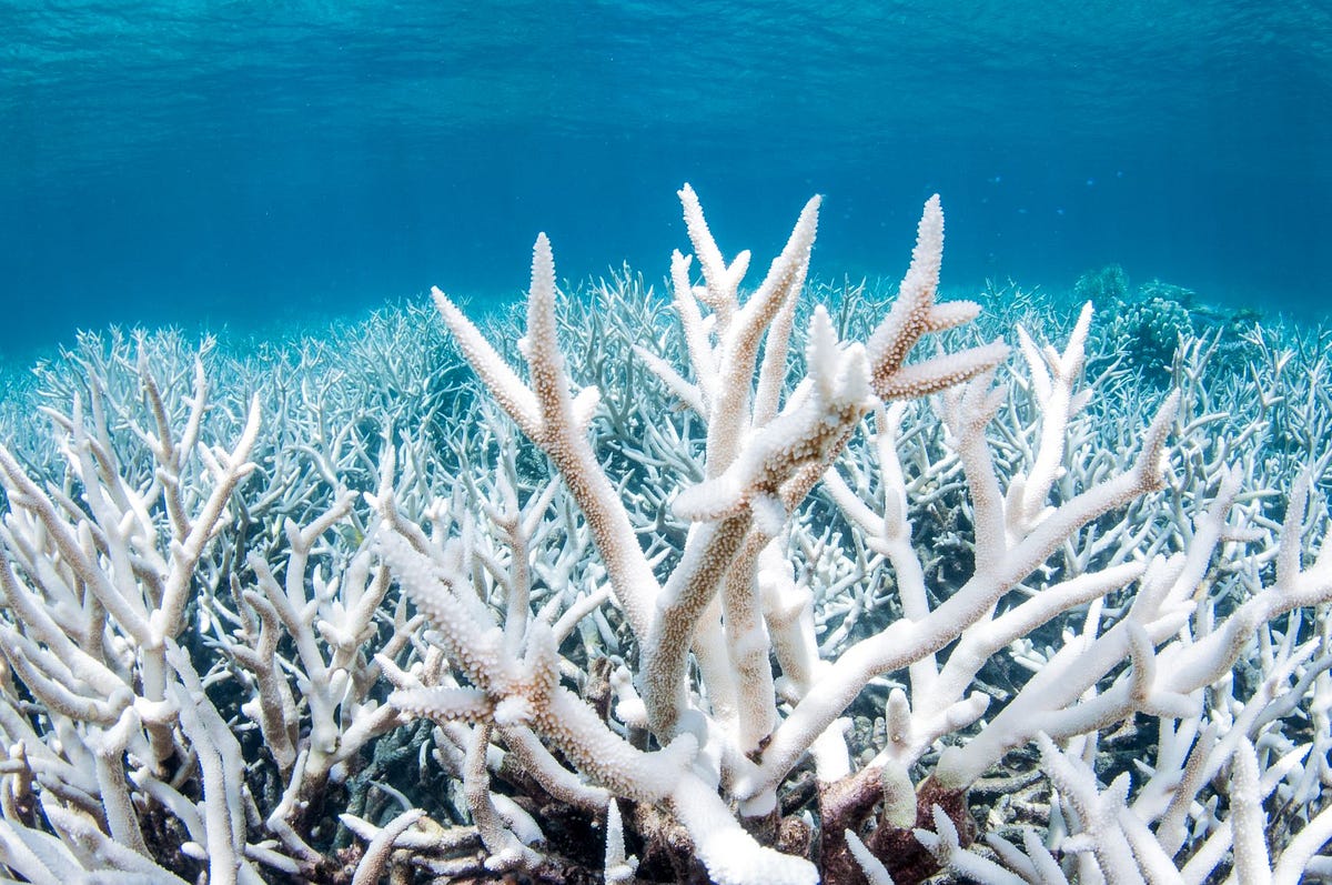 We Don’t Know How to Save the Great Barrier Reef — Do We Need to Change ...