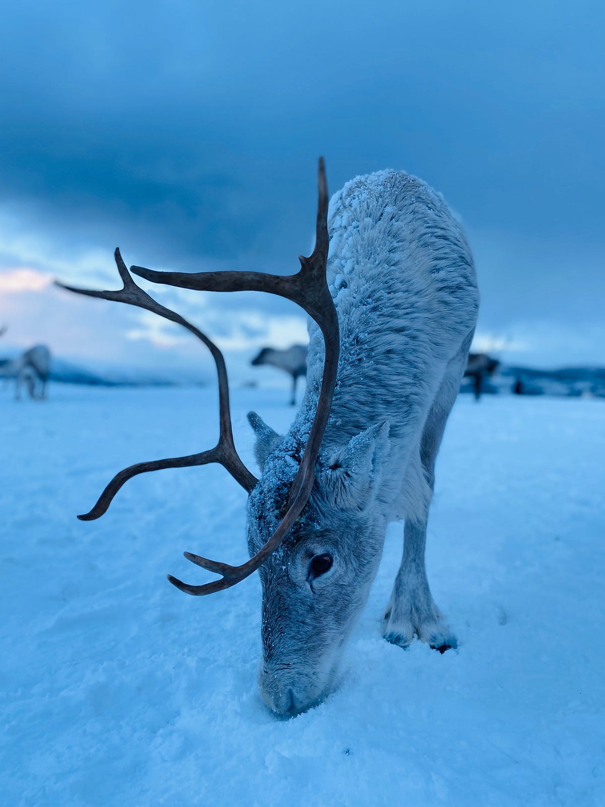 Sami People’s Joik: More than A Song | by Marc Kervin Sta Cruz | Medium
