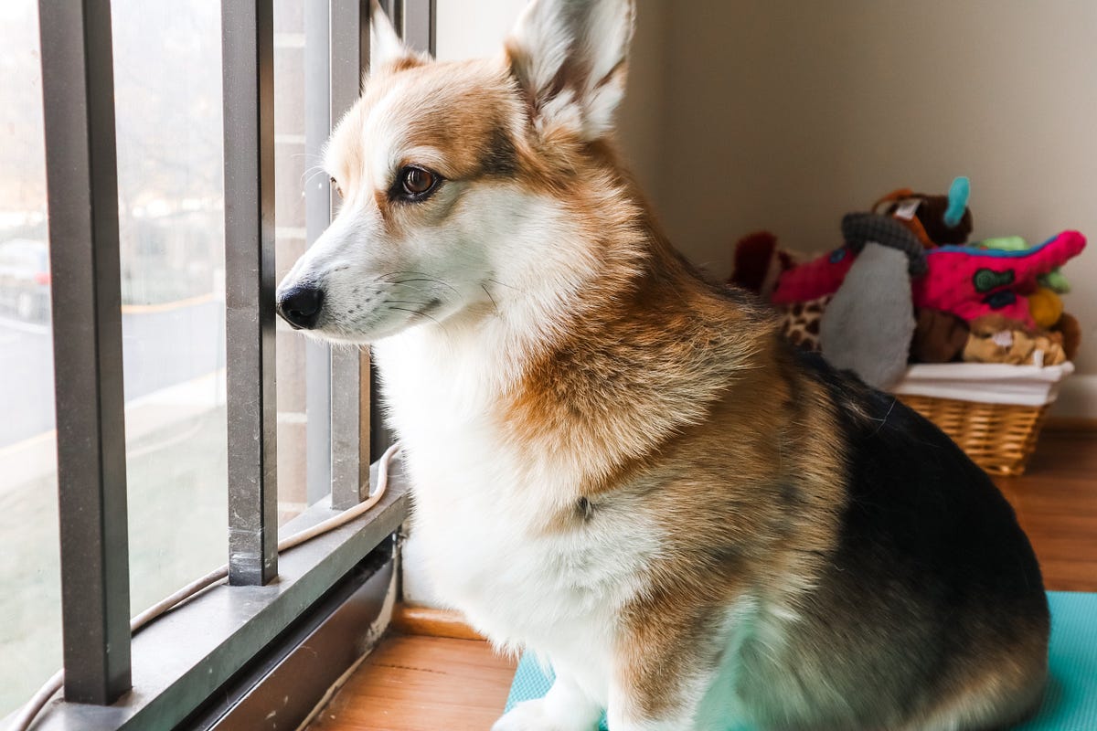 Why a Corgi is one of the Best Dogs to have | by Nathan Hansen, DC | Medium