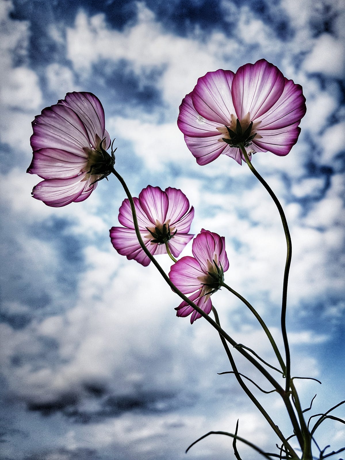 My Most Beautiful Poem Yet | Stacey B | | The Lark