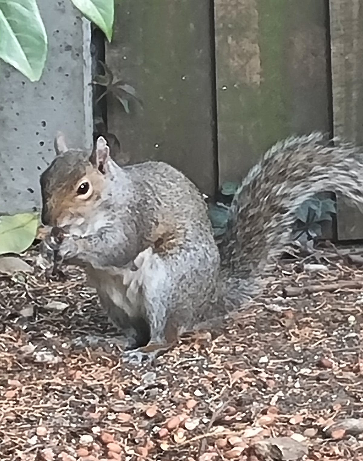Squirrels Are Messy Eaters. Garden activity in London | by Robert Bush ...