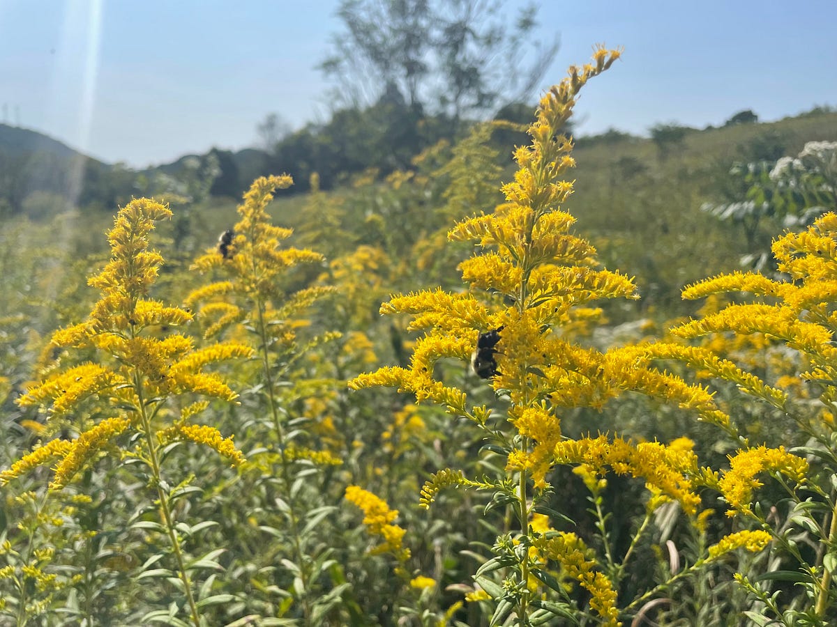 Seven Islands State Birding Park in Tennessee | by Maggie Gigandet ...