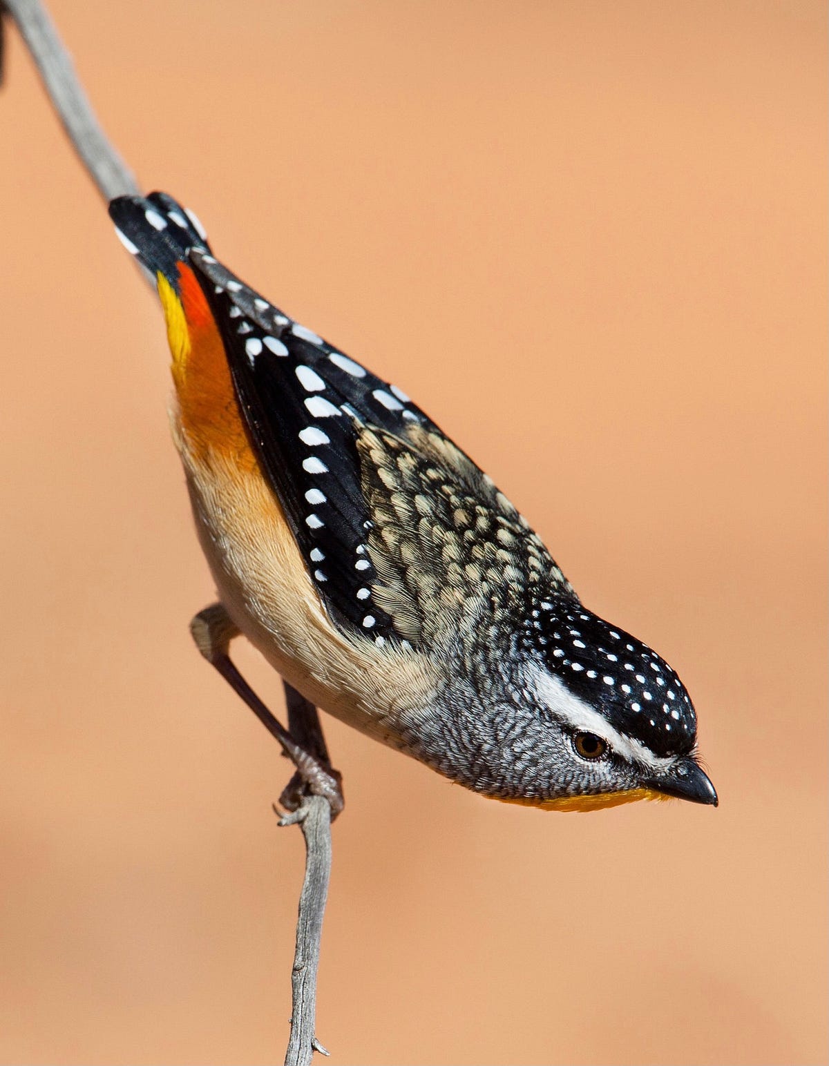 The Spotted Pardalote. A tiny, spectacular Australian bird | by Anthony ...