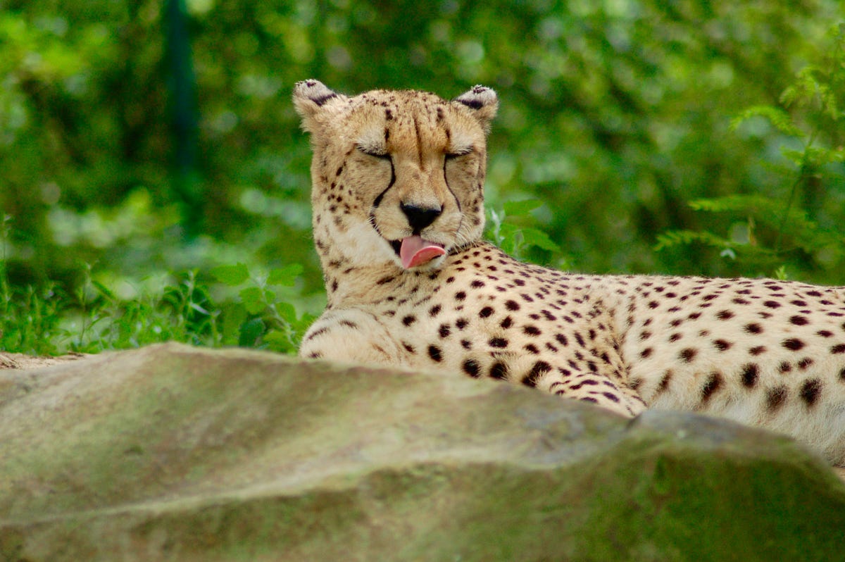 Work like a Cheetah — The Productive Product Manager | by Tom Catnach ...