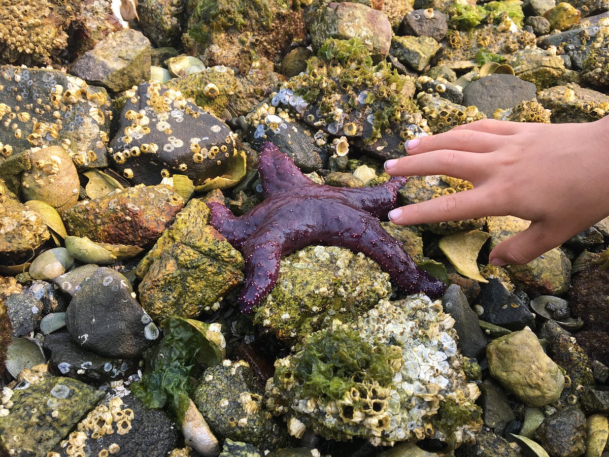 The Starfish & the Hand - SNAPSHOTS - Medium