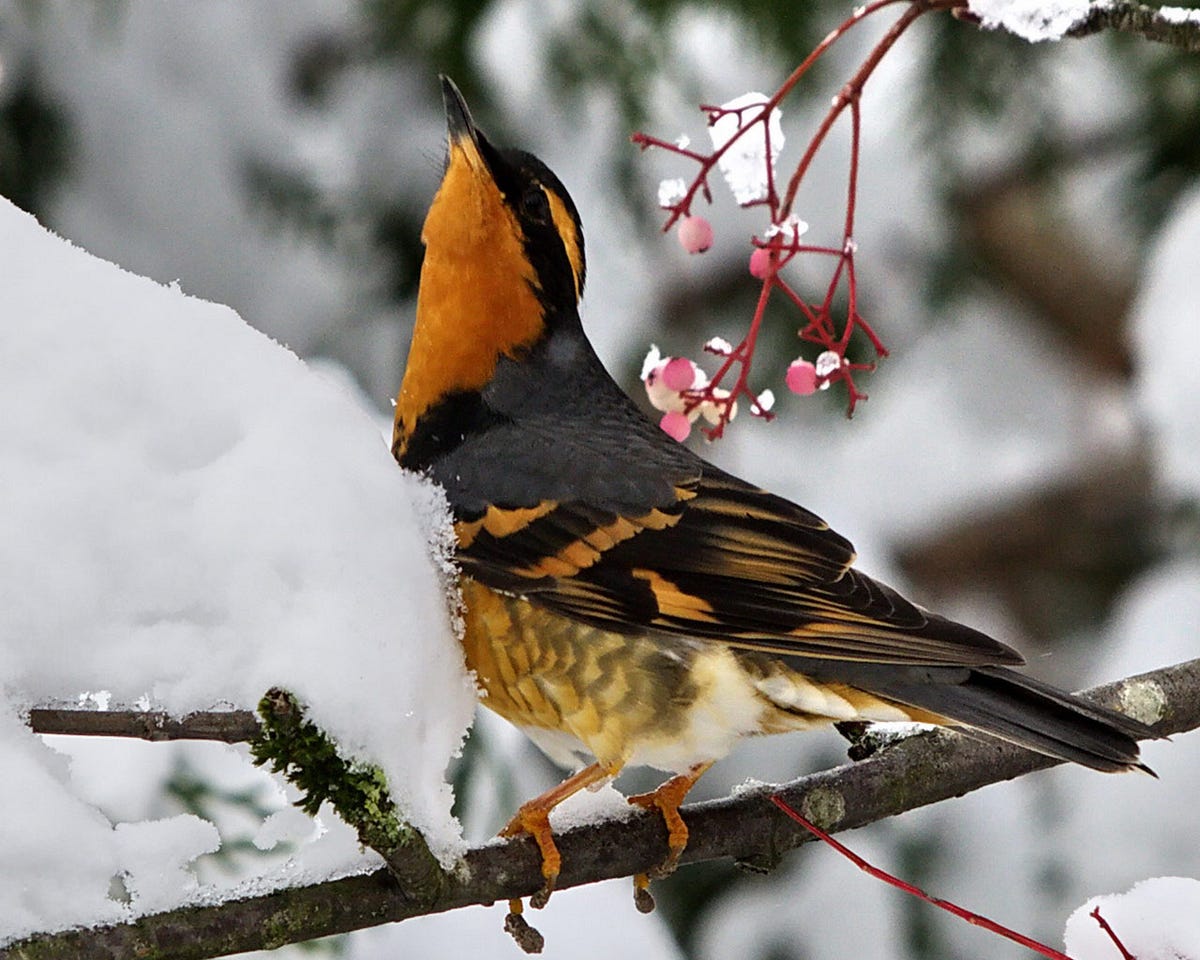 Thomas Hardy, “The Darkling Thrush” | by Megan O'Mara | Commonplace ...