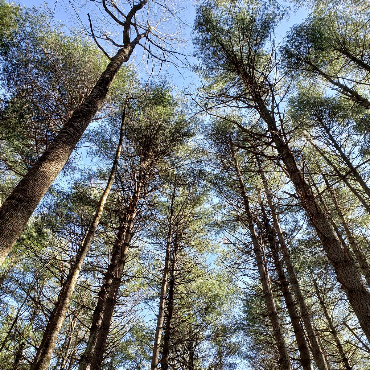 March Winds. March Winds blow with intention the… | by Anita Adams | Medium