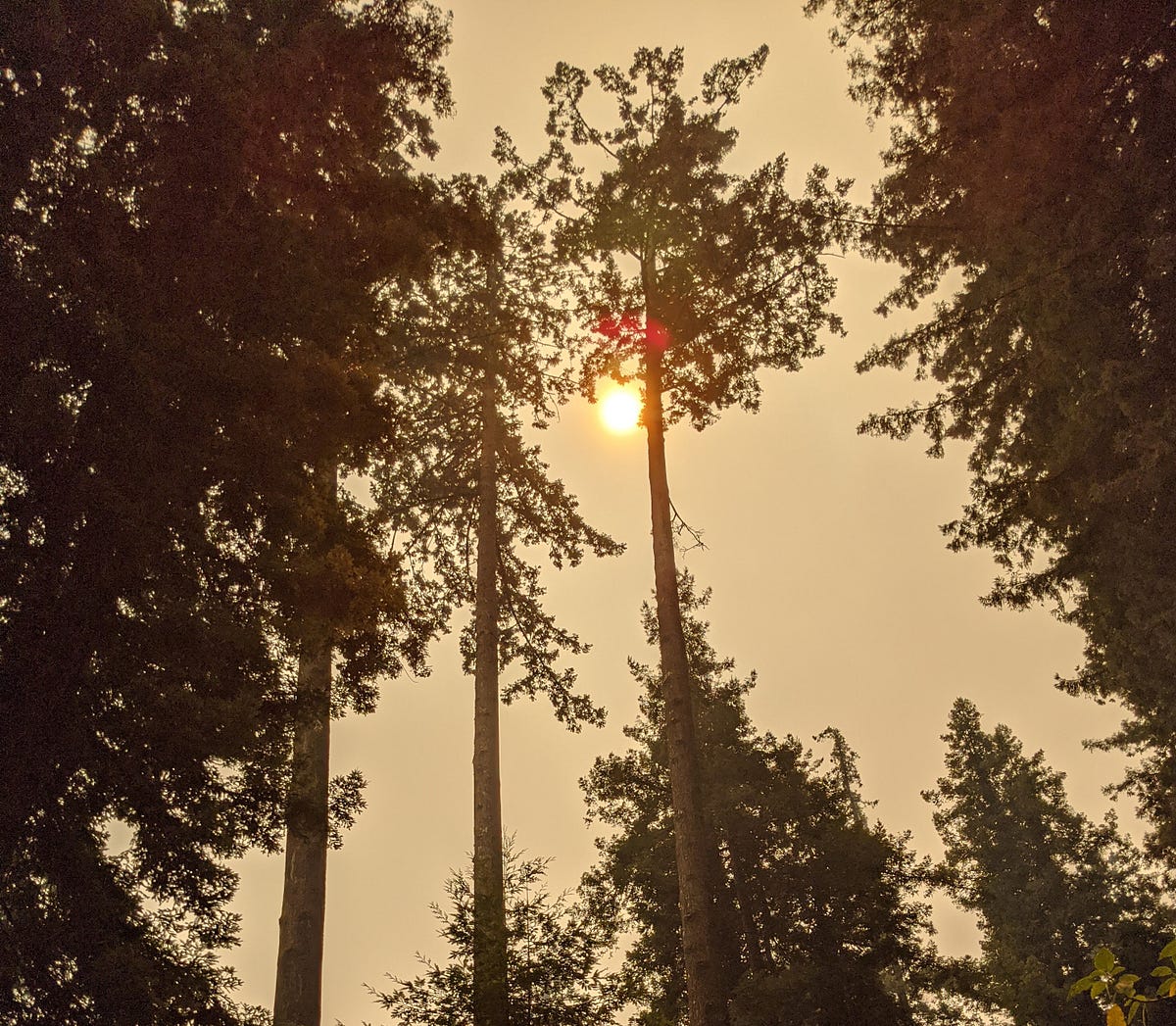 czu august lightning complex. Just wanted to get some thoughts out of ...