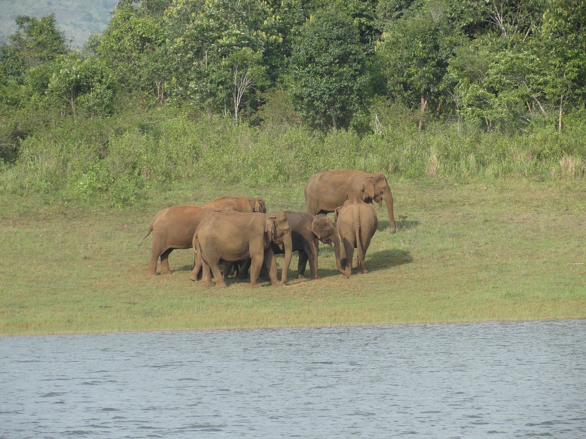 Thekkady — Paradise of Wildlife in Kerala | by Indus Holidays | Medium