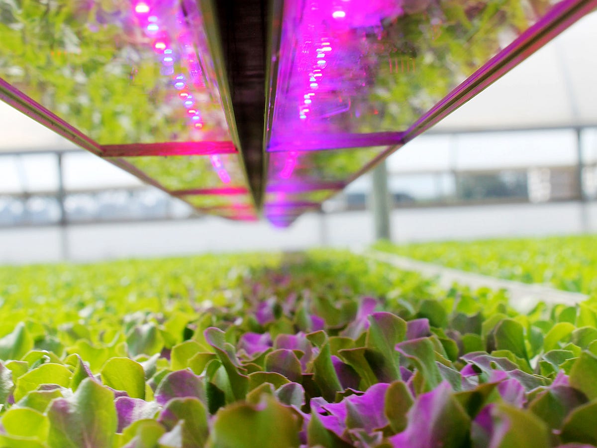 BioLumic switches on the growing power of ultraviolet light for ...