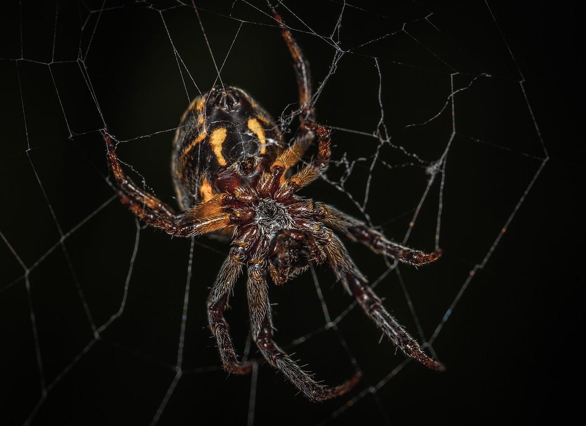 The Complex World of Spider Venom: Understanding the Effects and ...