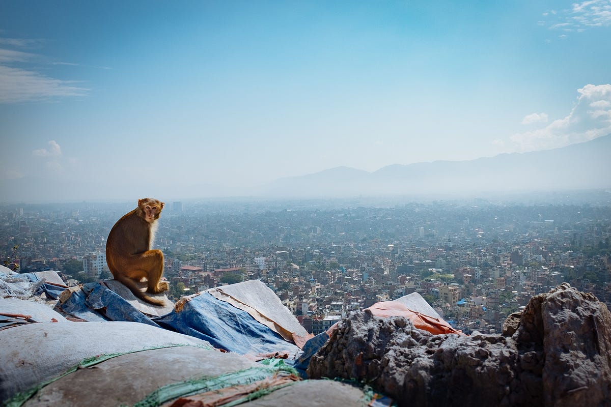 #MeetMe: a Primate Economist. When people think of economic research ...