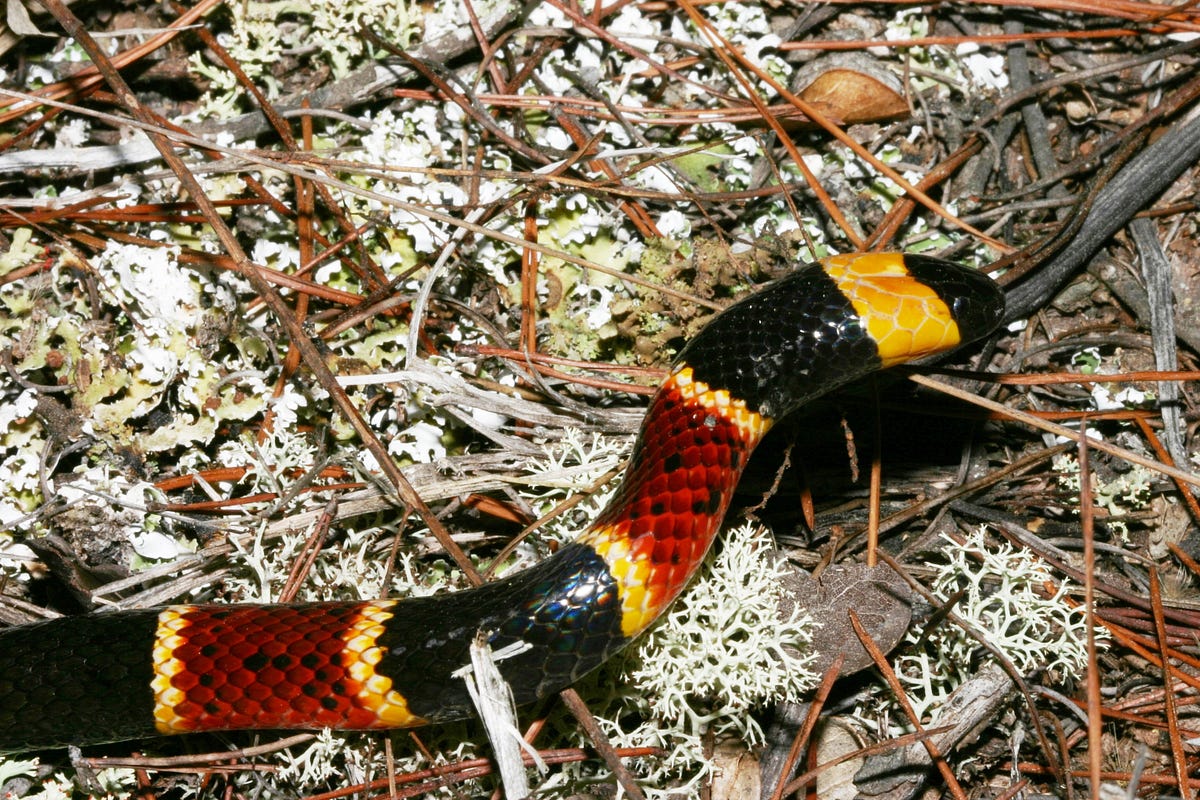 Red Touching What, Now?. How Do You Tell Mimic Species Apart? | by ...