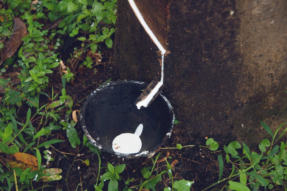 Rubber Grows On Trees: The Story Of The Rain Boot | by Alice + Whittles ...