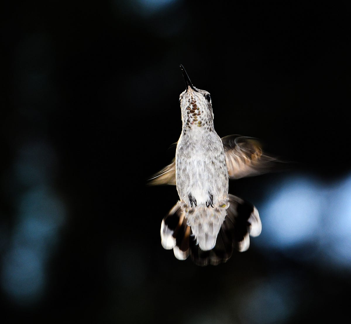 A Ghost?. Or a hummingbird?- Lit Up Halloween… | by Erika Burkhalter ...