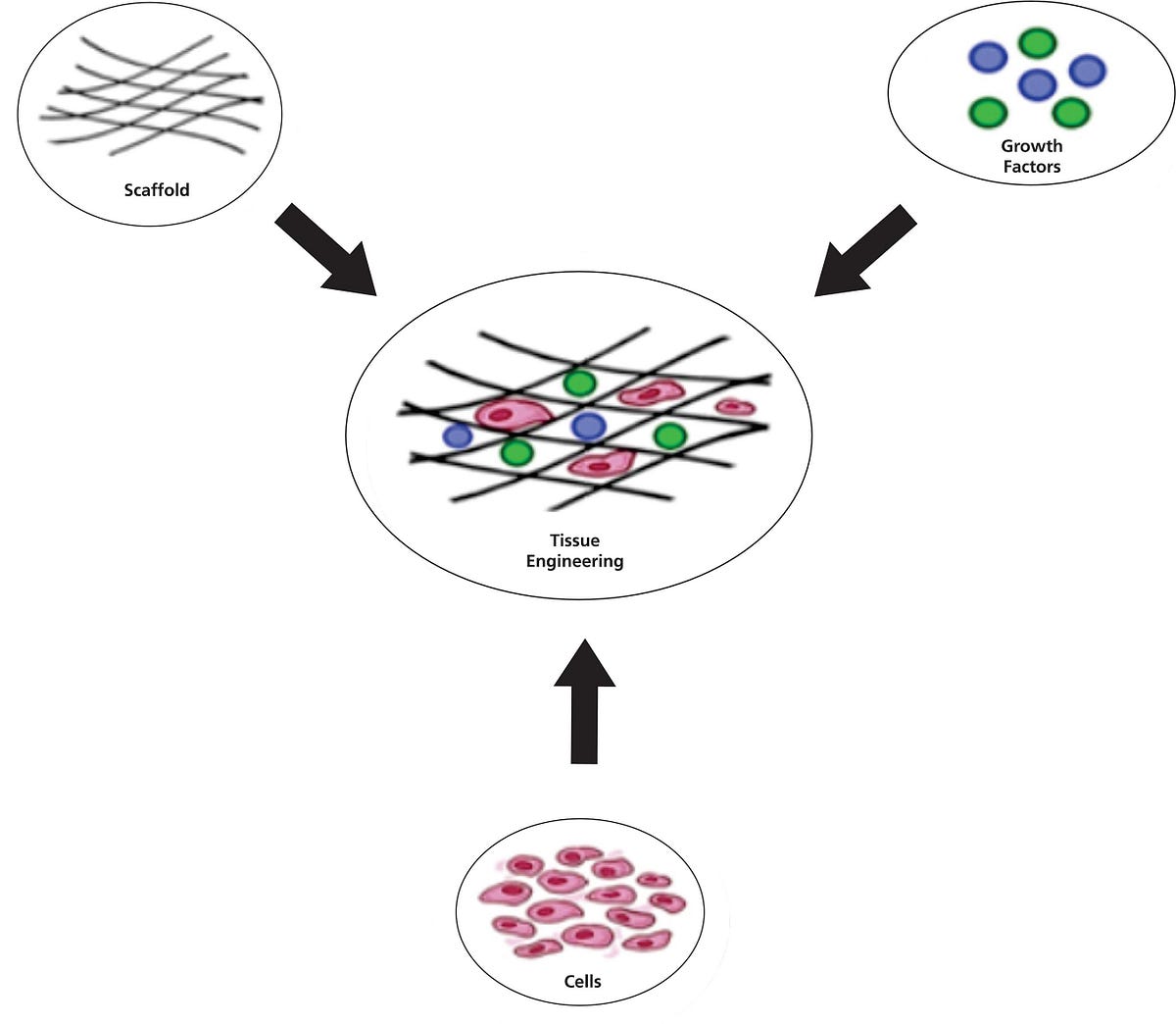 Use of Nanotechnology in the preparation of Tissue Engineering ...