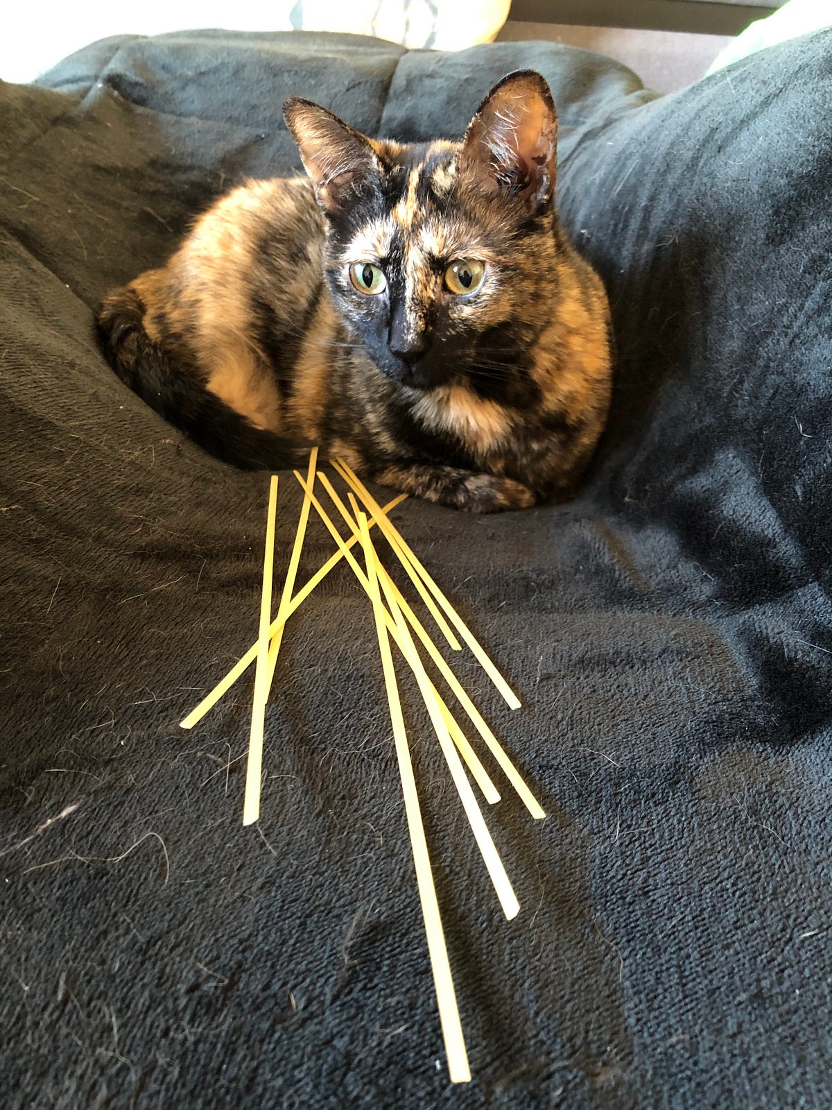 Of Cats & Linguine. When MLK Day Means Something Other Than… | by ...