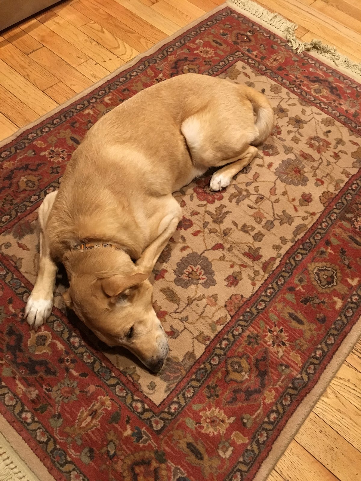 The Evolution of Canine Love - Cristina Trapani-Scott - Medium