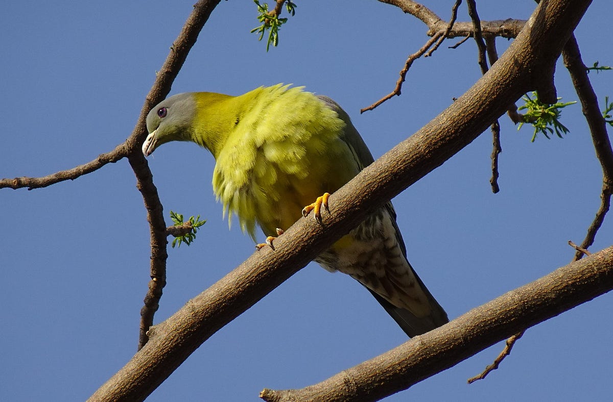I Saw My Darlings on a Dye-Fig Tree | by S M Mamunur Rahman | The ...