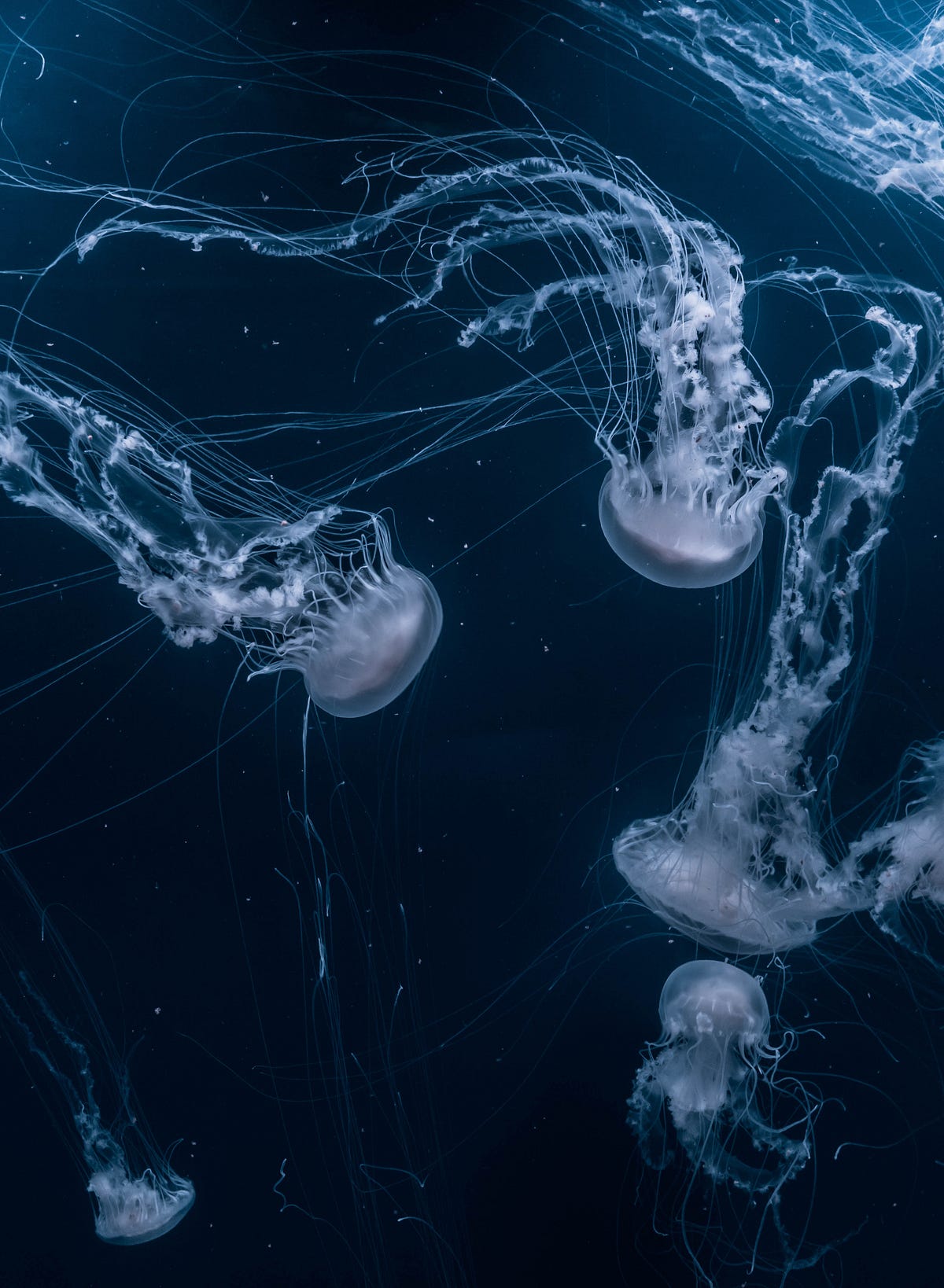 Space Jellies. “Are there jellyfish in space?” | by Reese Lael ...