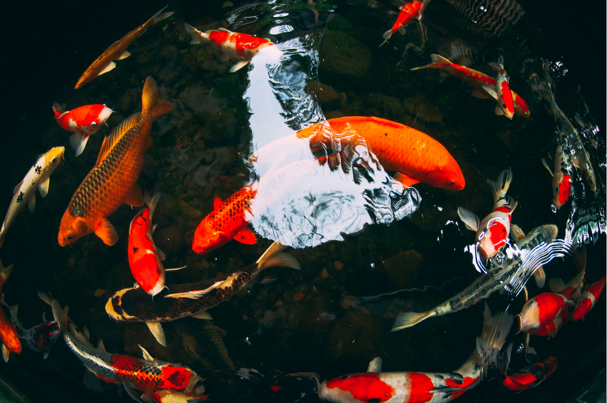 Tranquil Koi. Haiku | by Melanie J. | ILLUMINATION | Medium