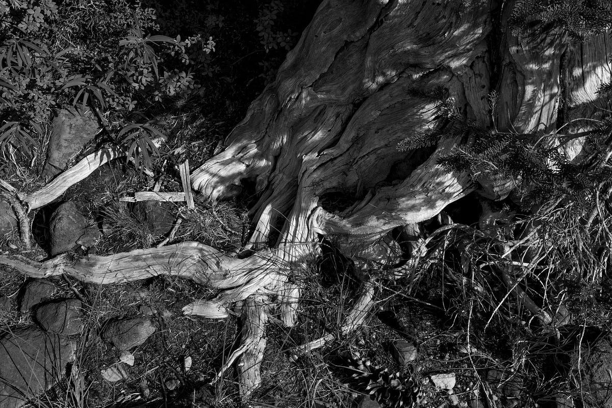 Get to the Root of the Problem. We all have problems. Figuring out ...
