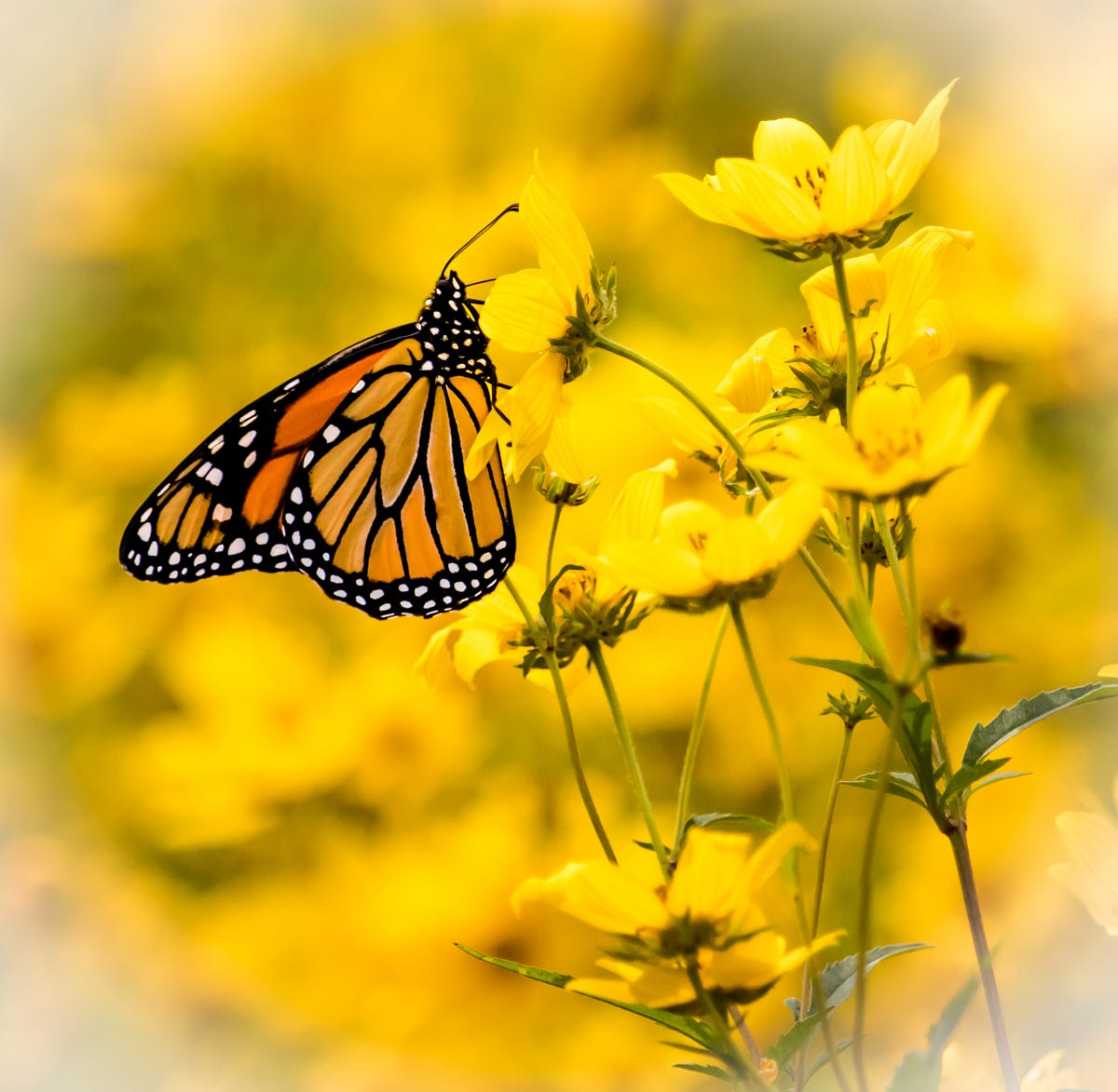 An Unforgettable Wildflower Field With Monarch Butterflies | by Tony ...