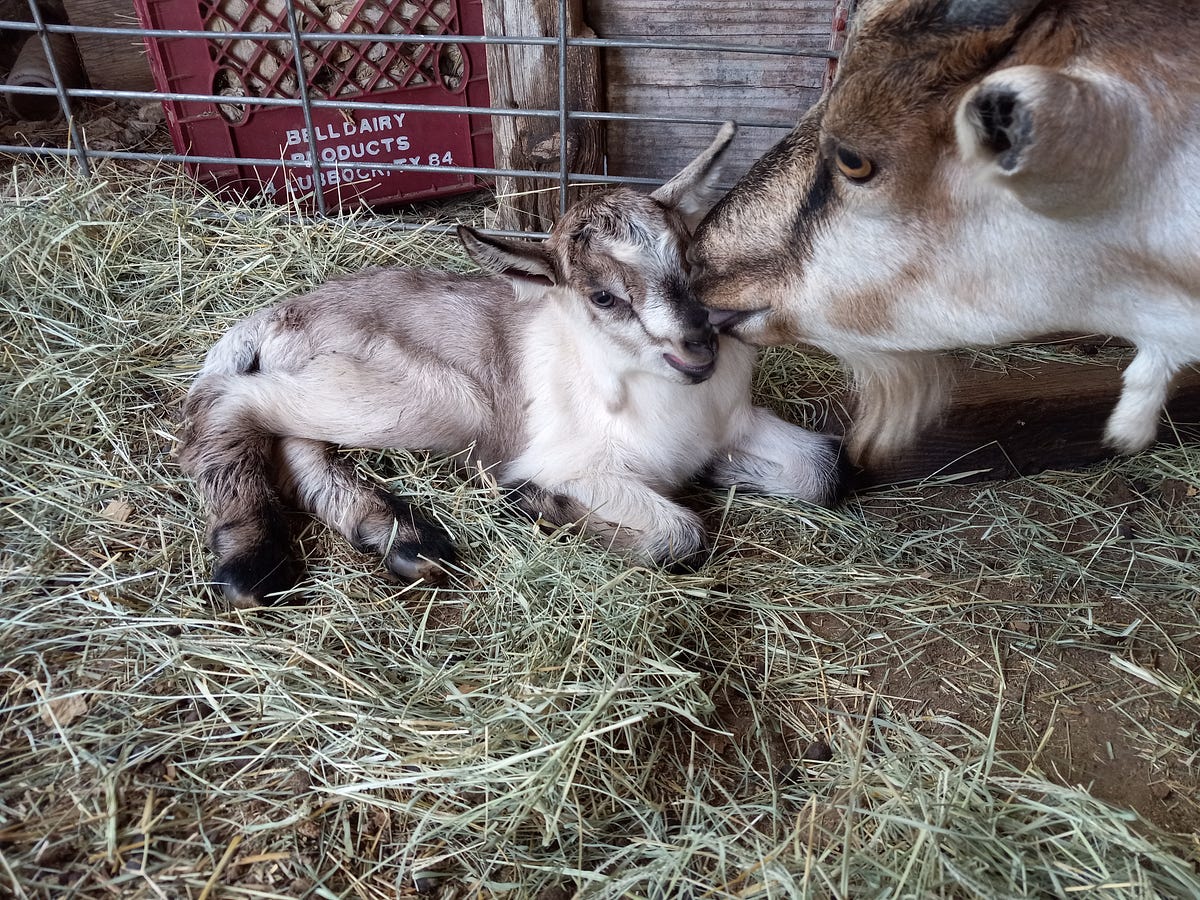 Squee. Baby goats are the cutest | by Jonica Bradley | High Xpectations ...