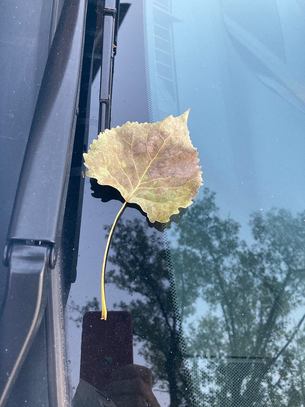 Leaf Haiku - Lucinda Ritter - Medium