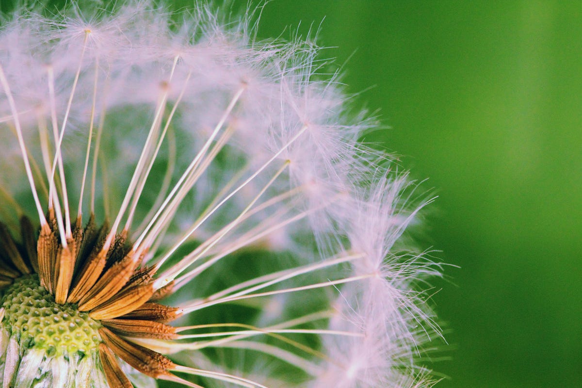 Three Seeds Make a Sustainable Future | by Desiree Driesenaar | Age of ...