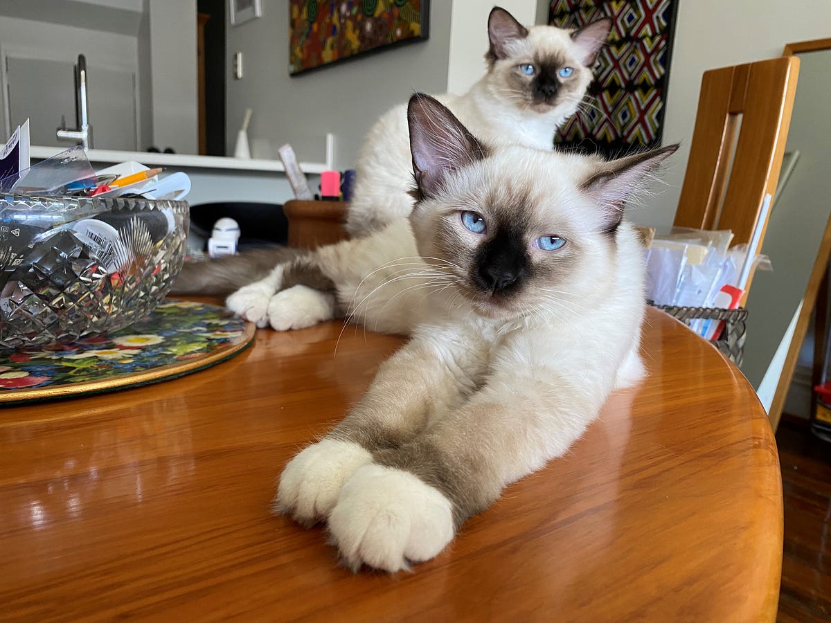 My Trans Kitten. I get a bit of a surprise while… | by Bridget Stella ...