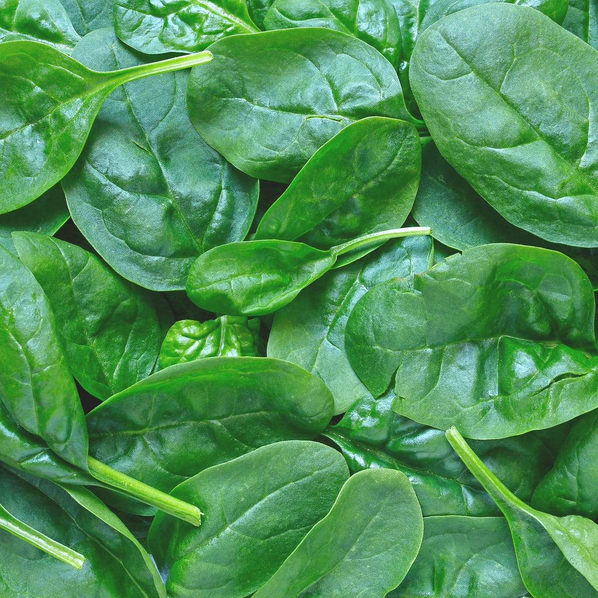 Organic Planting Guide for Spinach | Grow and Learn | Medium | Grow and ...