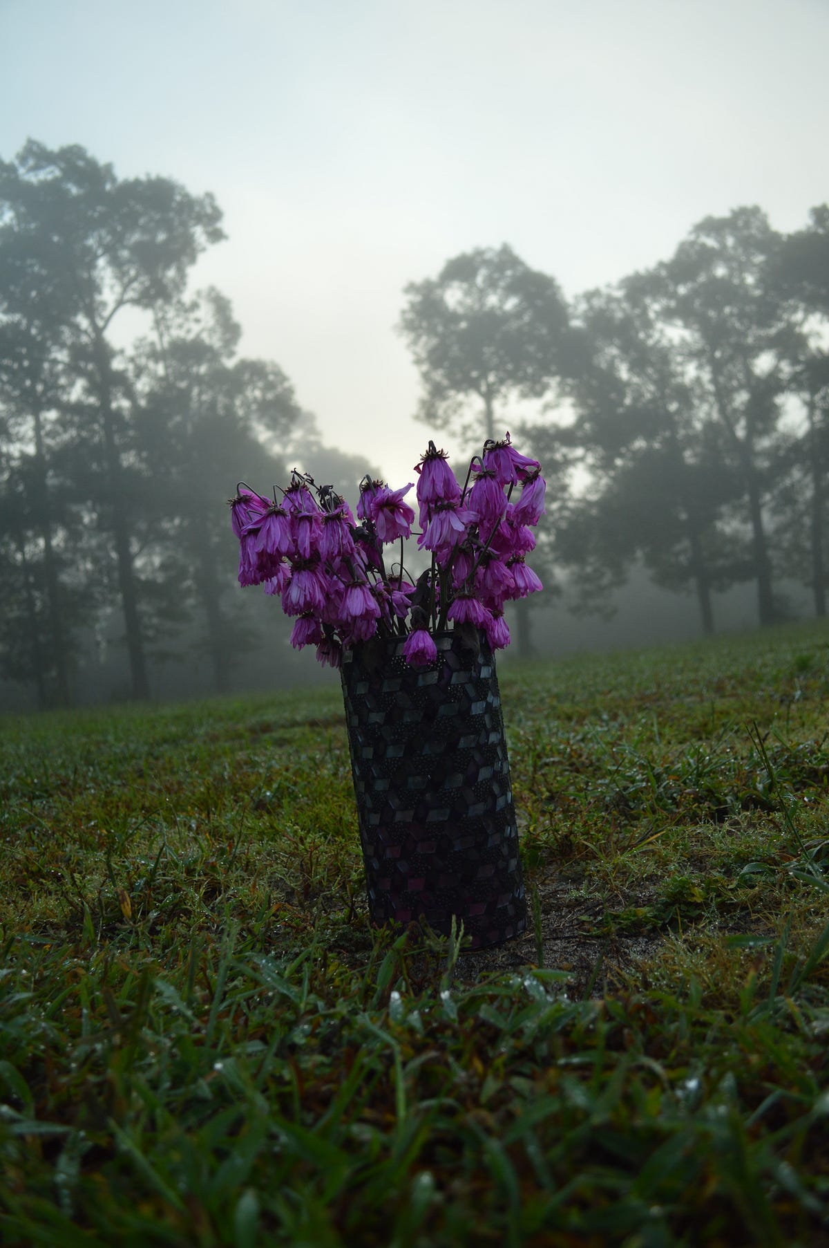 Pretty Vase. Images make me feel emotions. | by Emily Espinoza | Medium