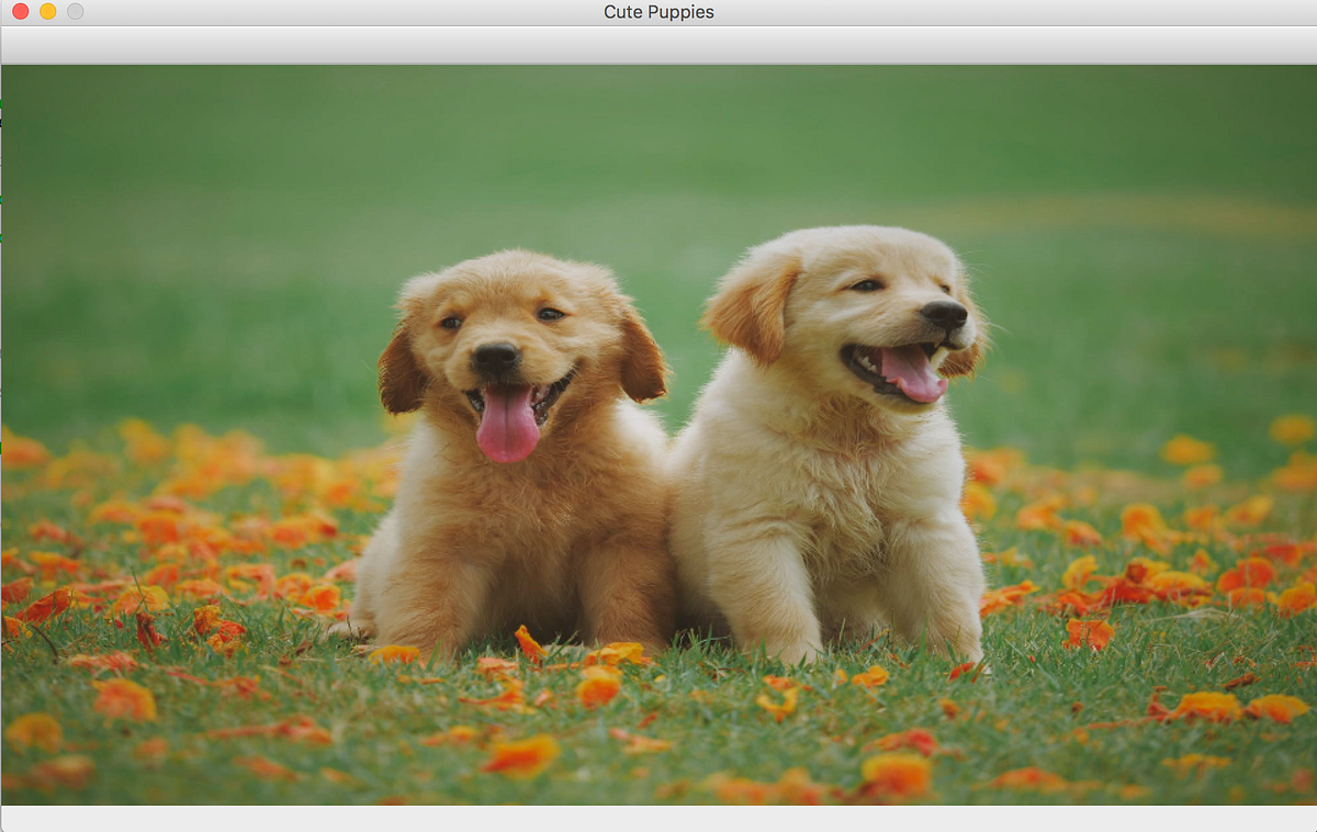 Image Processing With OpenCV. OpenCV is an open-source computer… | by ...