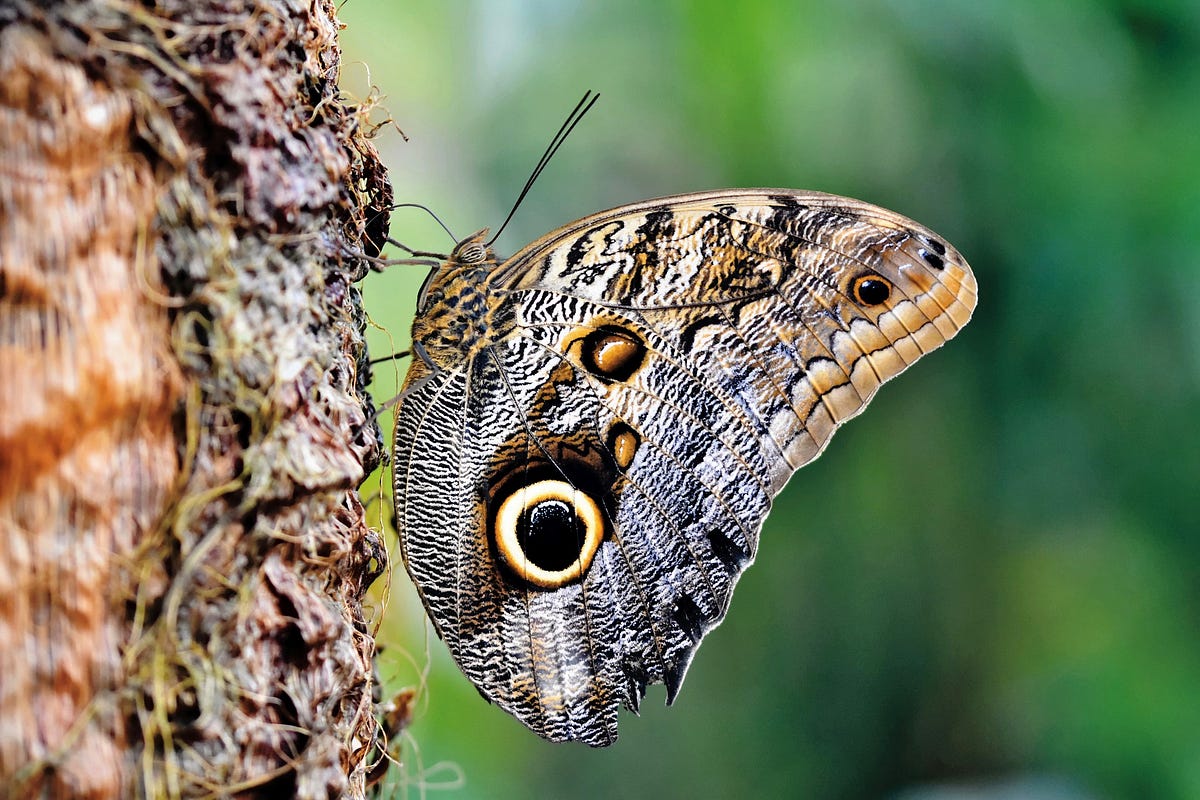 Akeela and the Case of the Bad Butterflies | by Alaine Thompson | Three ...