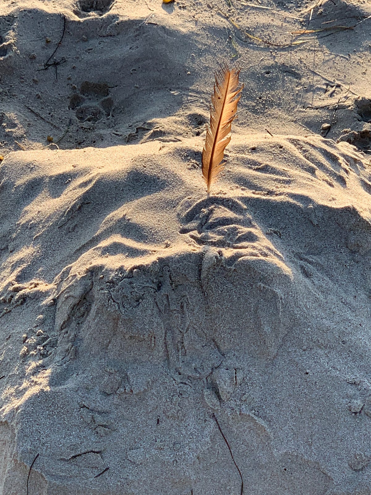 Art on the Sand. Five of nature’s creations found on the… | by Mark ...