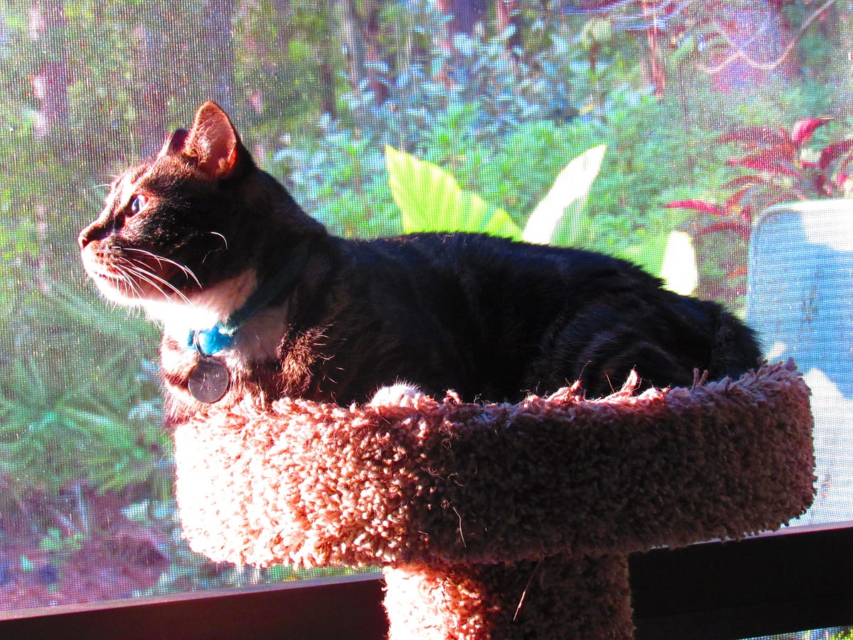 A Cat in the Sunset - Catness - Medium