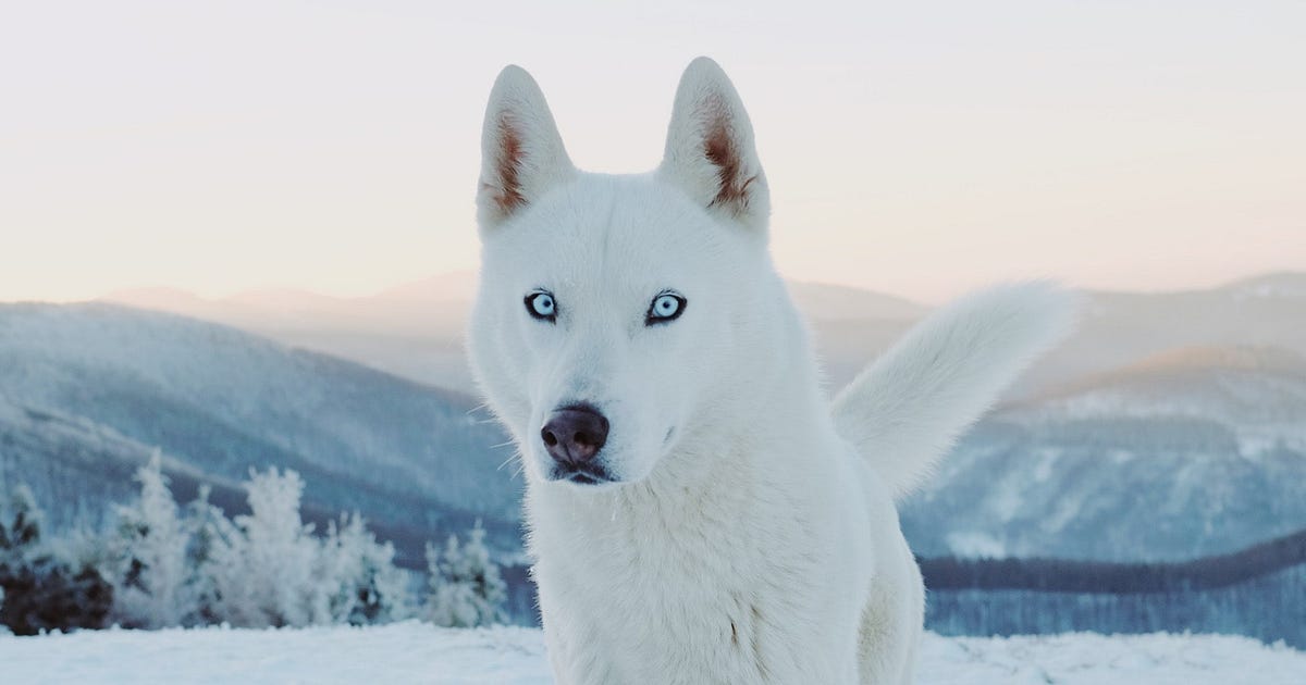 Are You Ready for a Siberian Husky? | by Nancy Lovering | Creatures ...