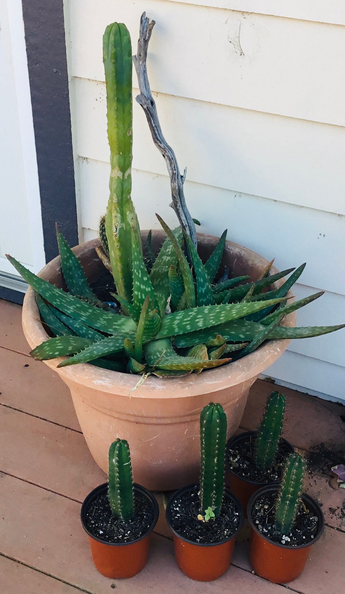 Determining the strength of San Pedro or Peruvian Torch Cactus | by ...