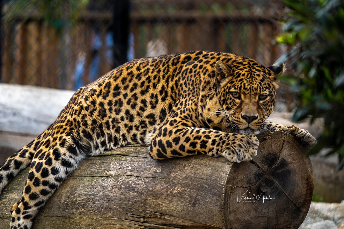 Stripes, Spots, or Solids - SNAPSHOTS - Medium