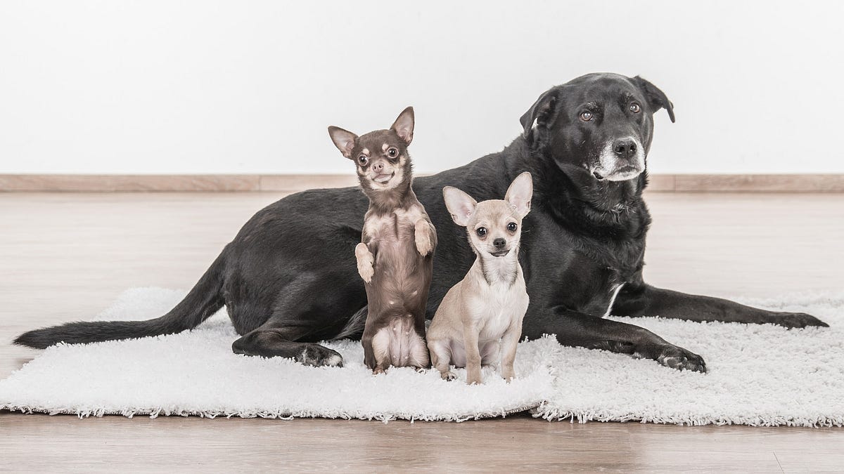 Dogs for humans. How canine genome studies empower our understanding of ...