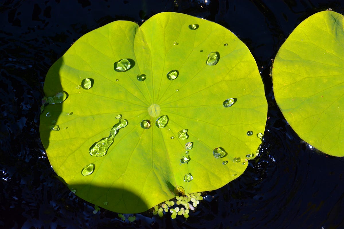 Bite-Size Biomimicry: Lotus Leaf. How do lotus leaves stay clean (AKA ...